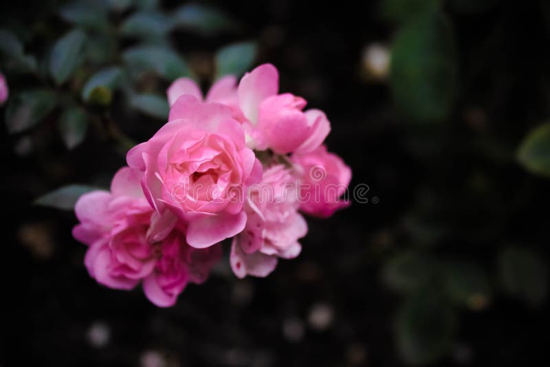 Rosy roses stock image. Image of flower, pink, rosy, cute - 81111455