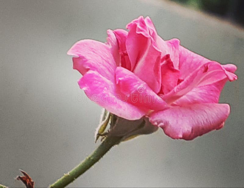 Rosy smile stock image. Image of life, beauty, love - 118287637