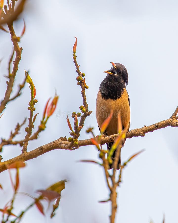 Rosy starling stock photo. Image of wire, russia, feeding - 314401766