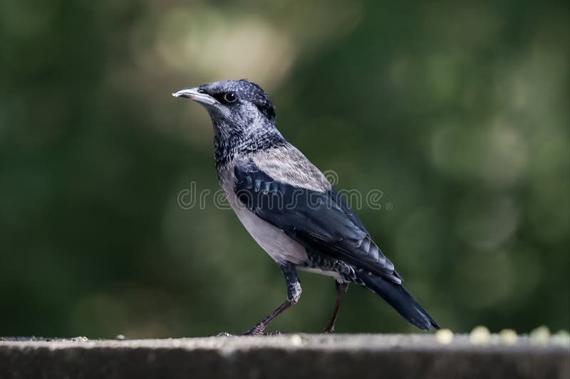 Rosy Starling (Pastor Roseus) on a Wall Stock Image - Image of wing ...