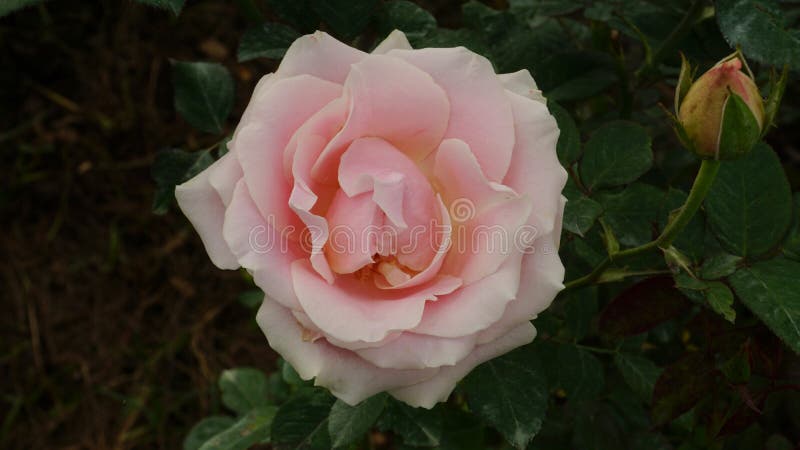 Rosy white rose stock photo. Image of blossom, branch - 238456246