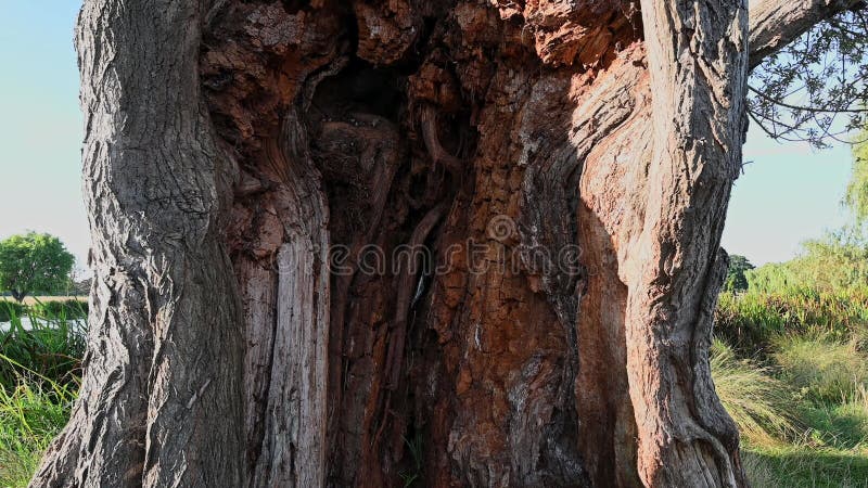 Rot and Decay Inside Old Large Willow Tree Stock Video - Video of ...