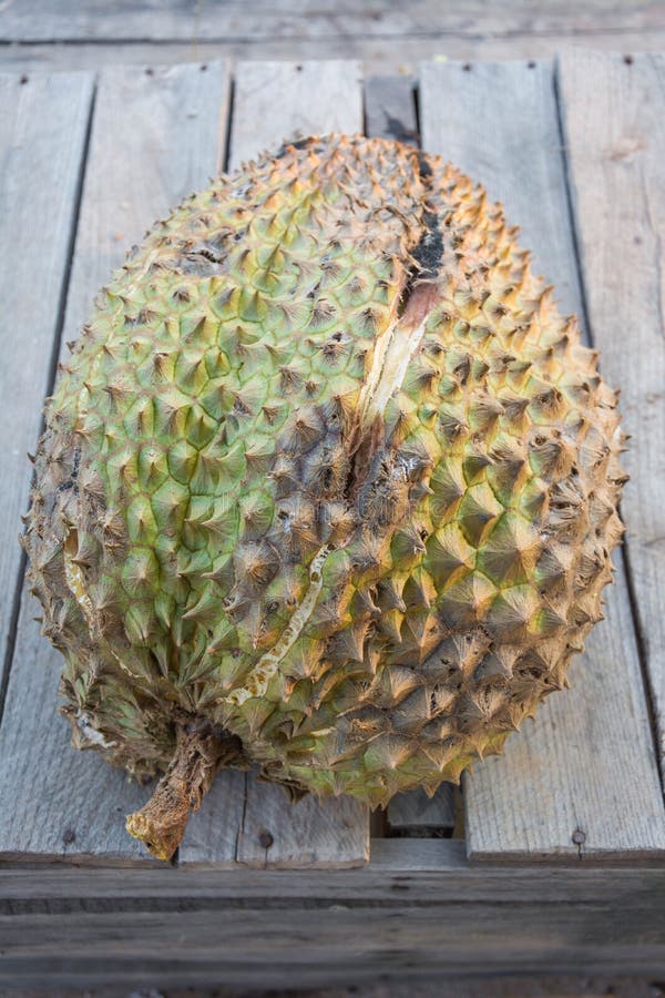 A rot broken up Durian stock image. Image of rotten, tropical - 48684785