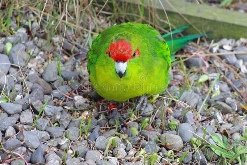 Rot Gekrönter Sittich Eingesperrt Stockbild - Bild von vogel, paradies ...