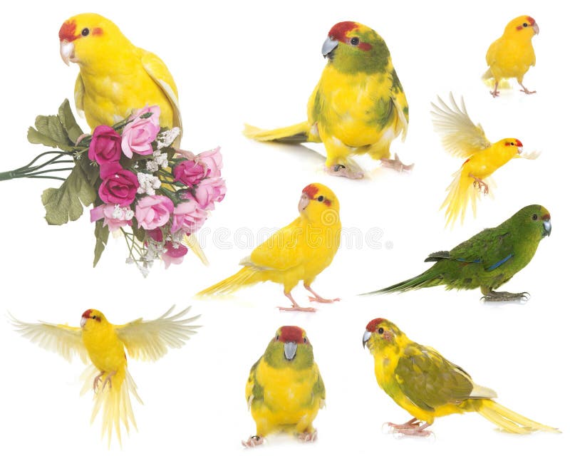 Rot Gekrönter Sittich Eingesperrt Stockbild - Bild von vogel, paradies ...