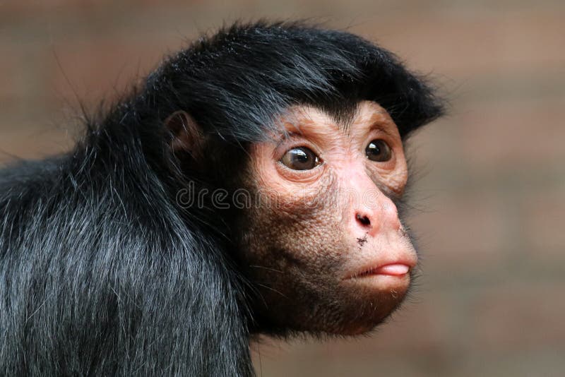 Kolumbianische Klammeraffefamilie Stockfoto - Bild von liebkosung ...