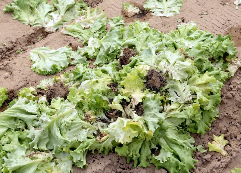Rotten Lettuce in the Field after the Environmental Catastrophe Stock ...