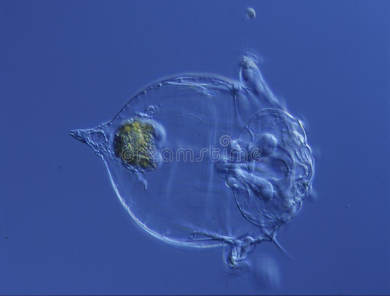 Rotary Animals Under the Microscope Stock Photo - Image of pool ...