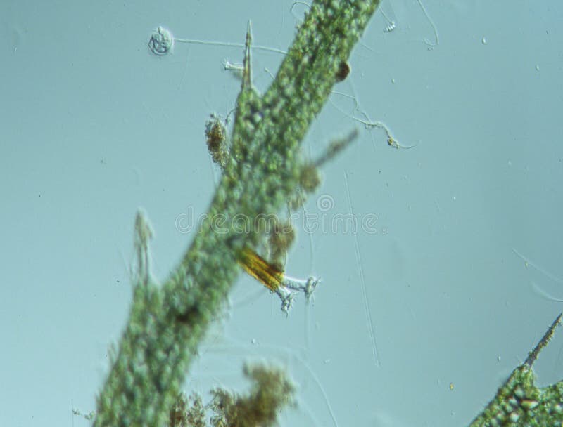 Rotary Animals Under the Microscope Stock Image - Image of microscope ...