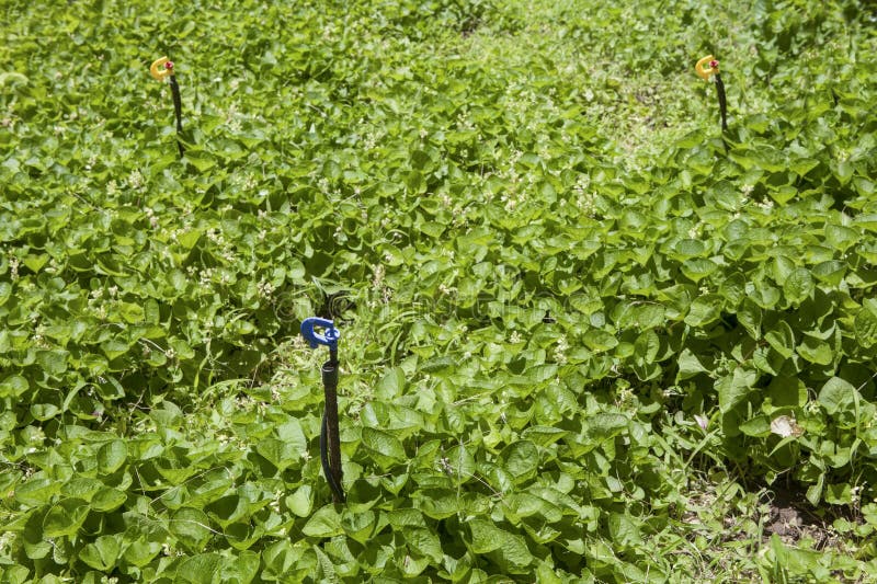 Micro Sprinklers Symbol Stock Photos - Free & Royalty-Free Stock Photos ...