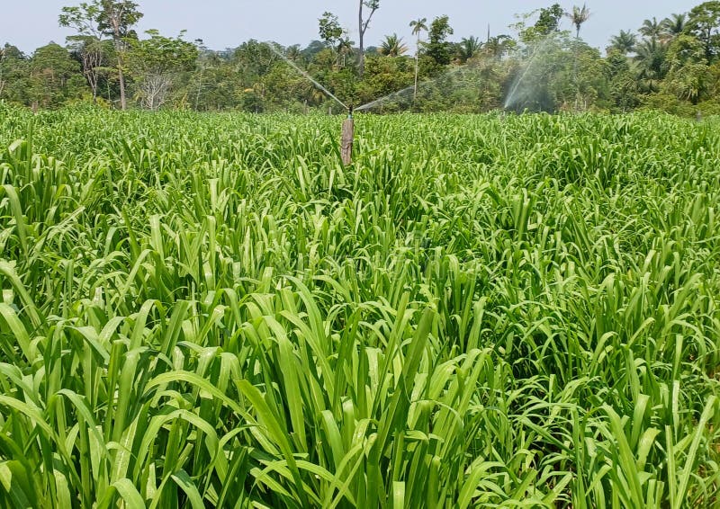 Rotated Paddock Pasture Irrigated with MombaÃ§a Grass for Dairy Cows ...