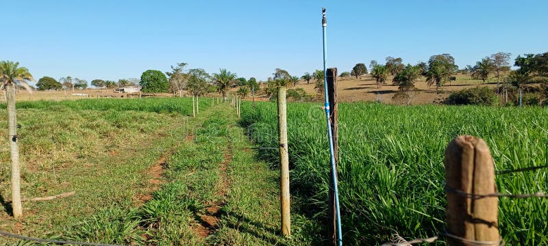Rotated Paddock Pasture Irrigated with Momba a Grass for Dairy Cows ...