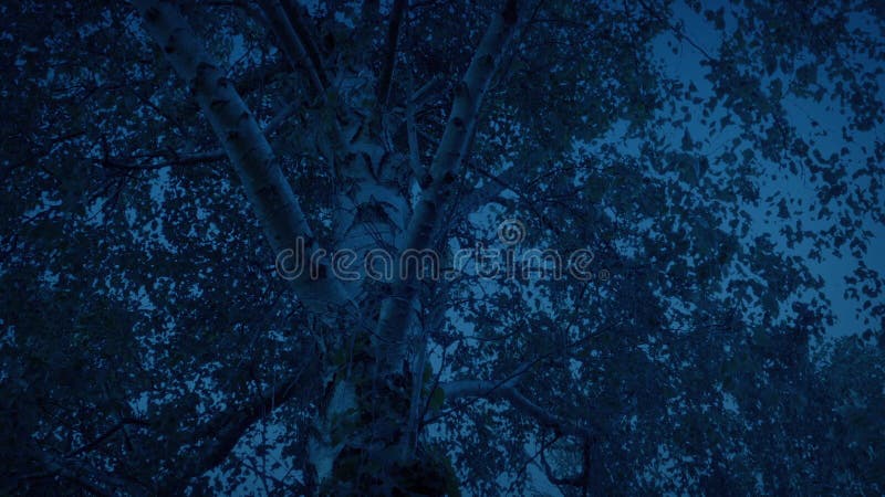 Moving Under Tree on Windy Evening Stock Video - Video of dark, trunk ...