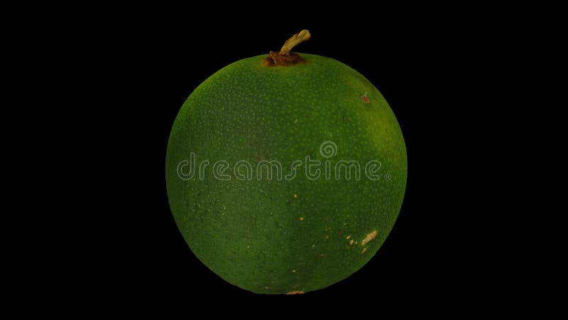 Rotating Calamansi on Black Background 01A Looping Stock Footage ...