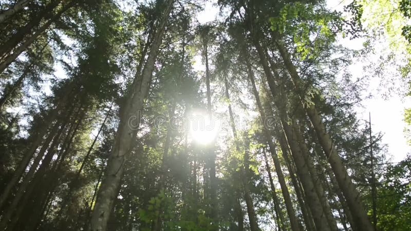 Rotating Camera Shot of Tall Trees in a Forest Stock Video - Video of ...