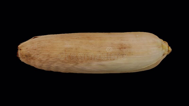 Rotating Corn on the Cob on Transparent Background 02A Looping with ...