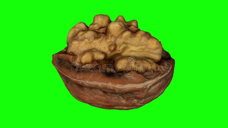 Rotating Cracked Walnut on Green Background 01A Looping Stock Footage ...