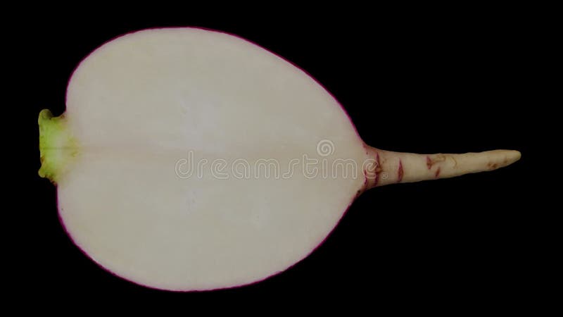 Black Radish Color Icon Animation Stock Video - Video of harvest, green ...