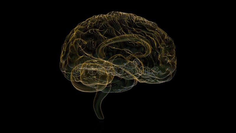 Rotating Human Brain. Polygon Mesh of Human Brain Model Stock Footage ...