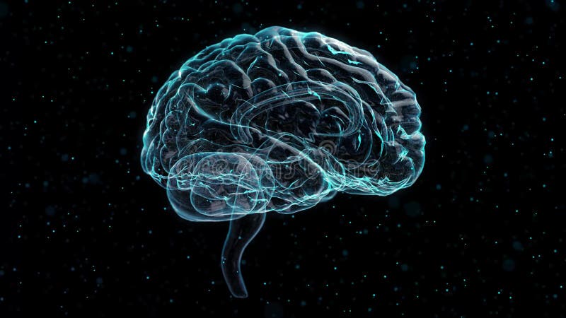 Rotating Human Brain. Polygon Mesh of Human Brain Model Stock Footage ...