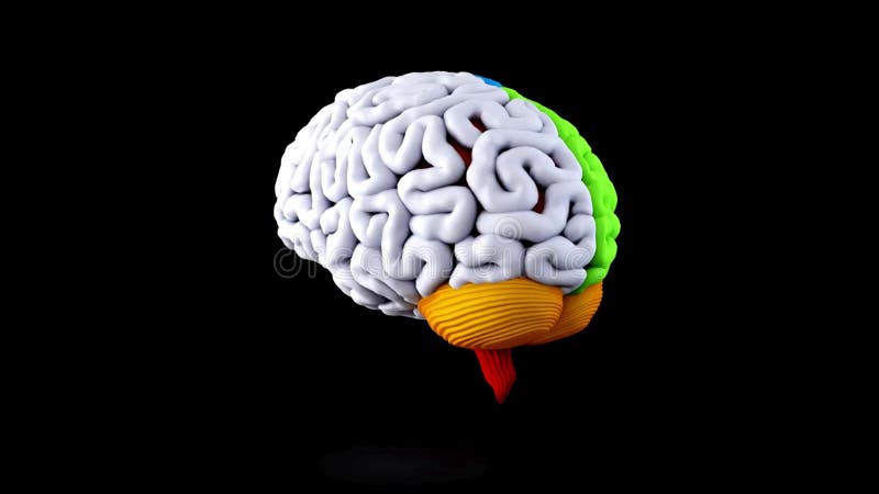 3D Animated Human Brain Loop Stock Video - Video of neurology, medicine ...