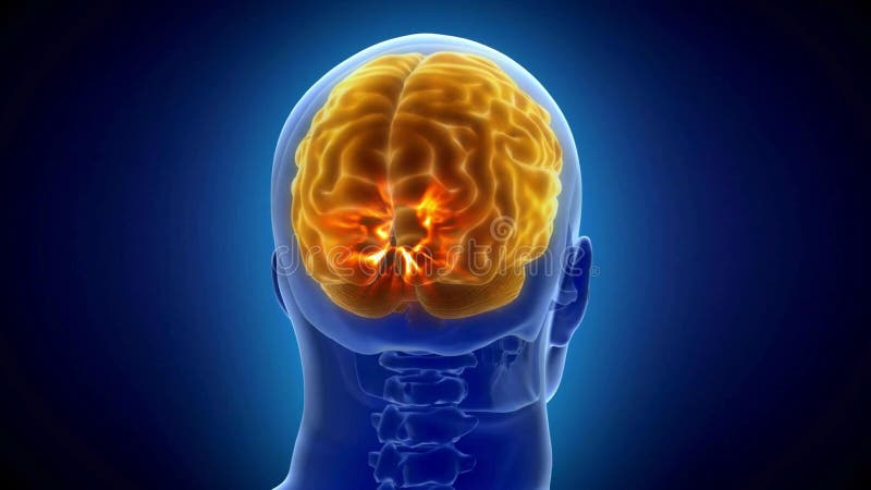 3D Animated Human Brain Loop Stock Video - Video of concept, cell ...