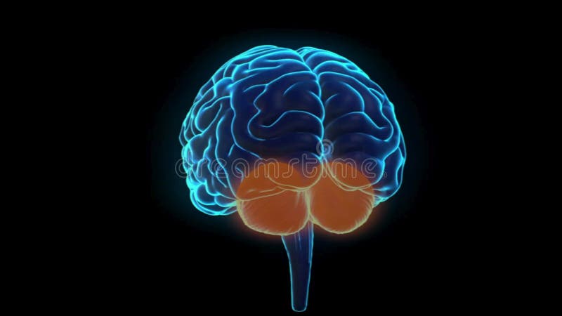 3D Animated Human Brain Loop Stock Video - Video of anatomy, system ...