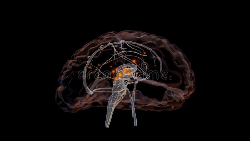 3D Animated Human Brain Loop Stock Video - Video of intelligence, head ...