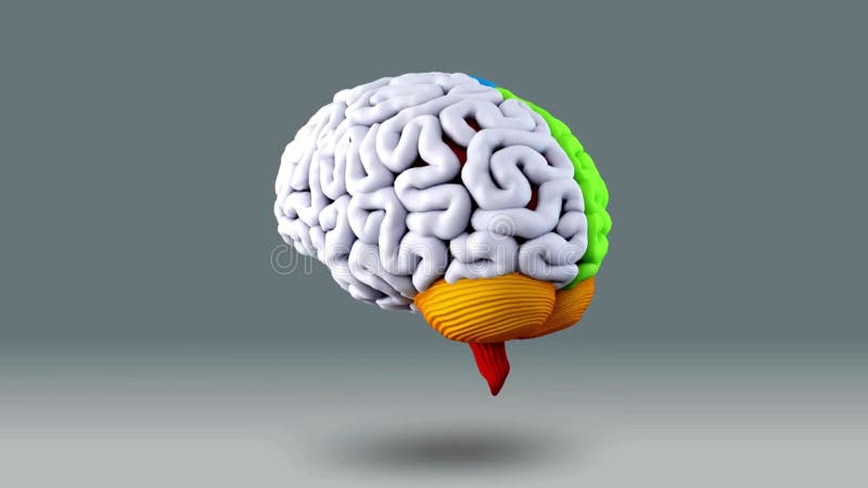 3D Animated Human Brain Loop Stock Video - Video of mental, biology ...