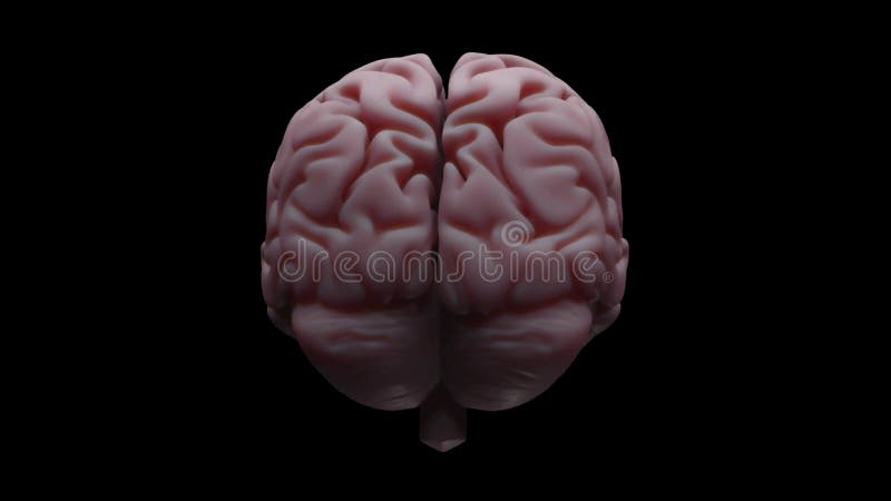 3D Animated Human Brain Loop Stock Video - Video of neurology, mental ...