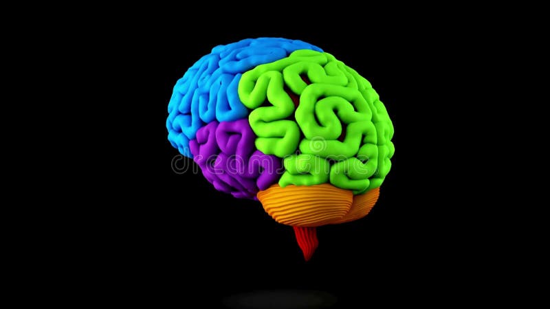 3D Animated Human Brain Loop Stock Video - Video of intelligence ...