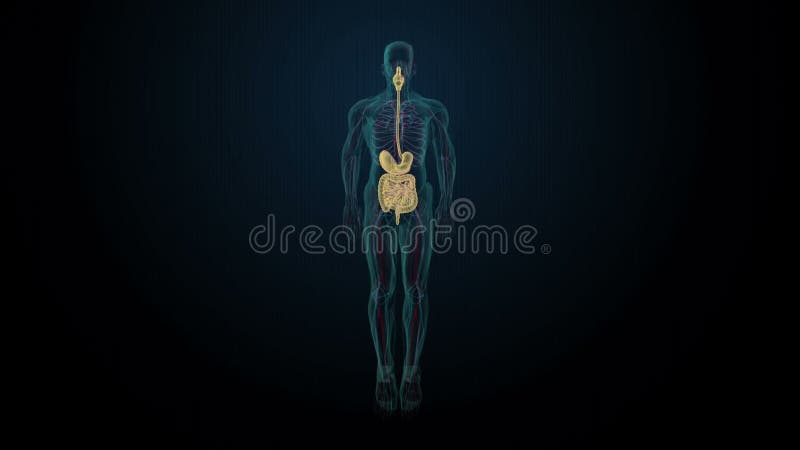 Rotating Human the Internal Organs, Blue X-ray Light. Stock Footage ...
