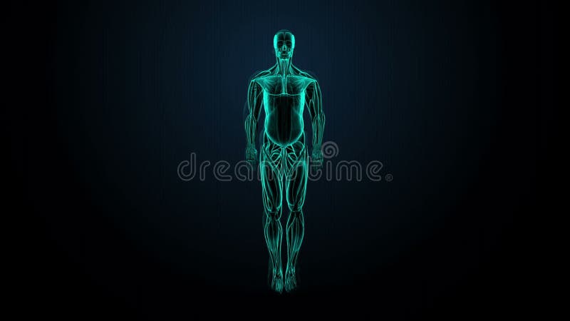 Human Muscle Anatomy for Medical Concept 3D Looped Animation Stock ...