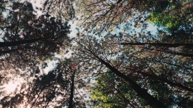 Angle Pine Stock Footage & Videos - 3,724 Stock Videos