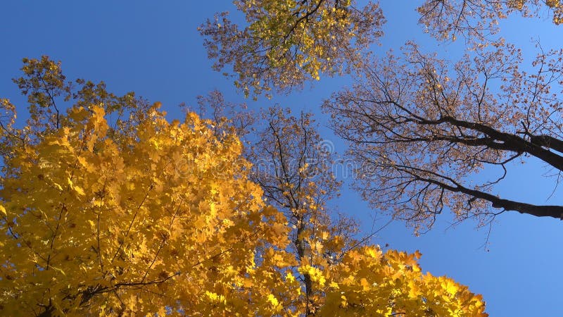 Rotating Maple Trees with Falling Leaves, High Angle View Stock Footage ...