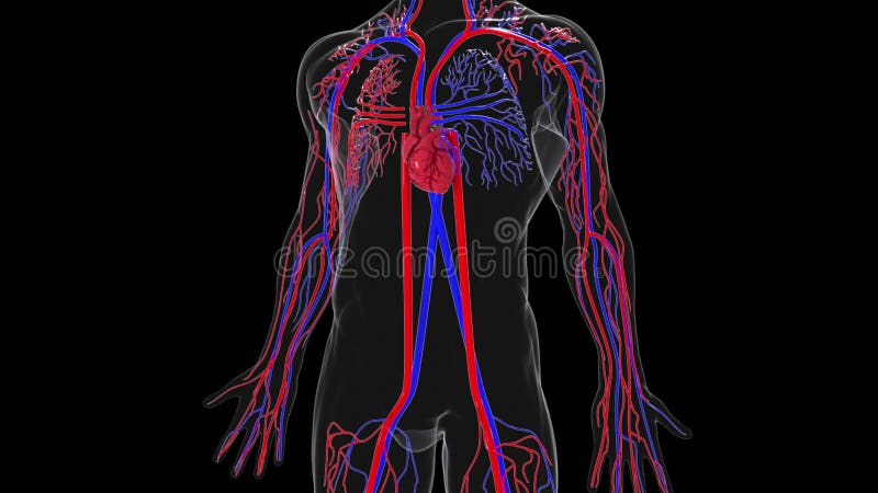 Rotating Model of the Human Circulatory System. 3d Rendering Blood ...