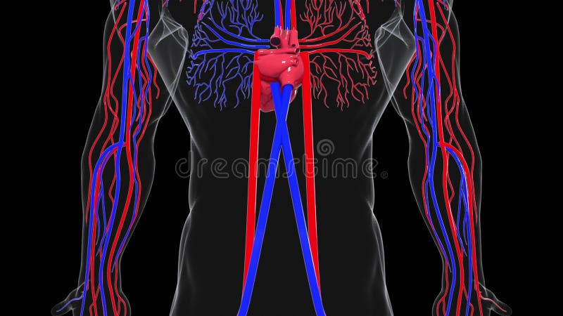 Rotating Model of the Human Circulatory System. 3d Rendering Blood ...