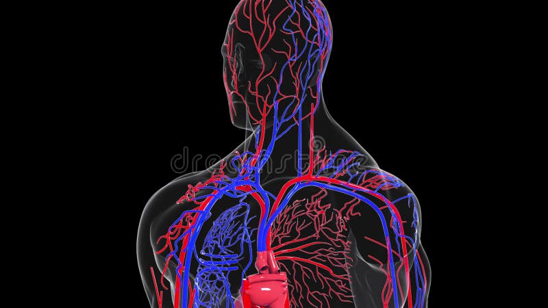 Rotating Model of the Human Circulatory System. 3d Rendering Blood ...