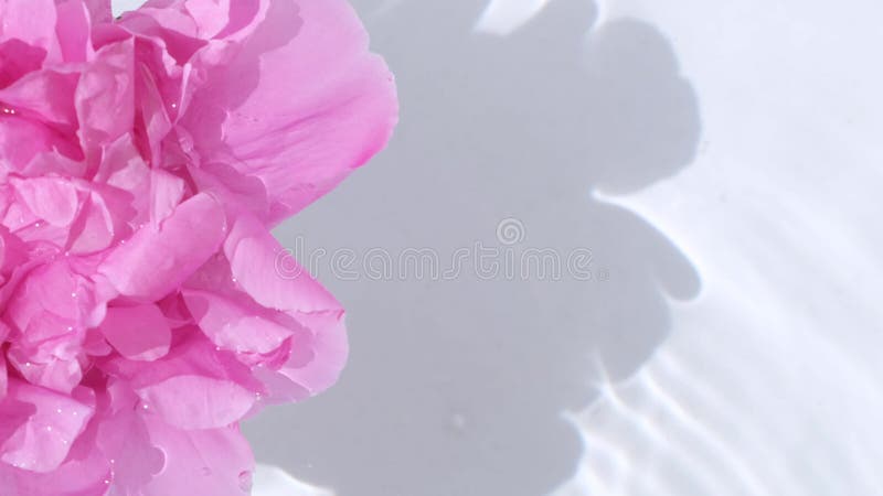 Rotating Pink Peony Floating in the Water on a White Background ...