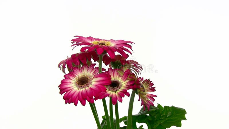 Rotating Pink - White Gerbera, Seamless Loop Stock Footage - Video of ...