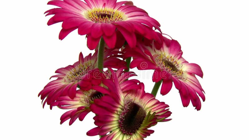 Rotating Pink - White Gerbera, Seamless Loop Stock Footage - Video of ...