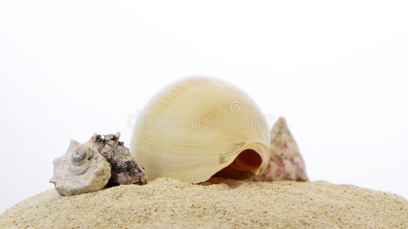 Rotating shells stock video. Video of crustacean, single - 193509701