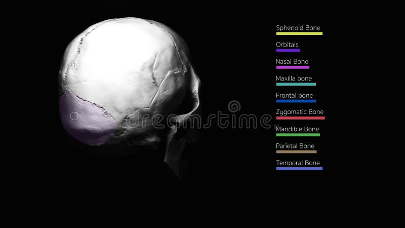 Rotating Skull on Black Background, Skeleton Head for Anatomy Classes ...