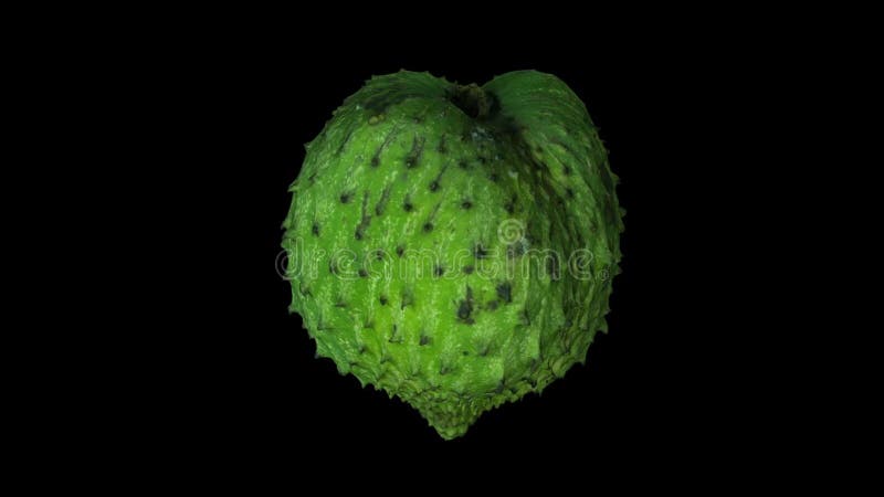 Rotating Soursop Graviola on Black Background 01 Stock Video - Video of ...