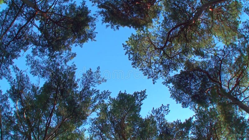 Rotating trees stock video. Video of abstract, panning - 35643631