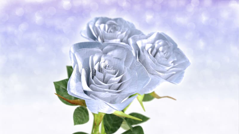 Rotating White Roses, Wedding Theme - 3D Render. Seamless Loop Stock ...
