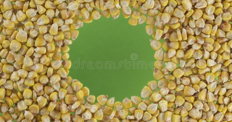 Rotation of Corn Grains Scattered in a Circle with Space in the Center ...