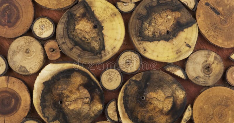 Trees of Different Types Growing in the Park Stock Footage - Video of ...