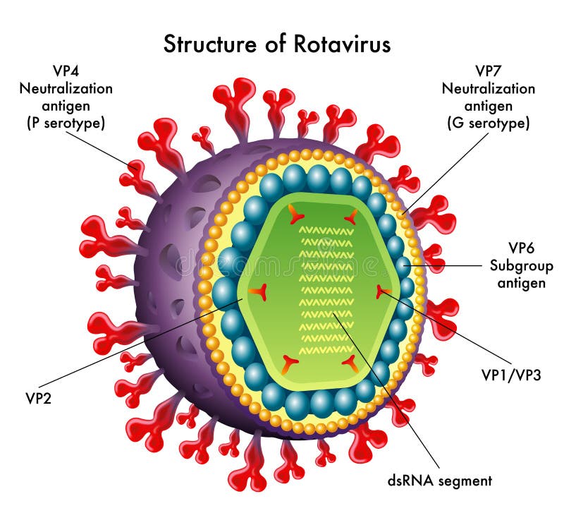 0+ Rotavirus Free Stock Photos - StockFreeImages