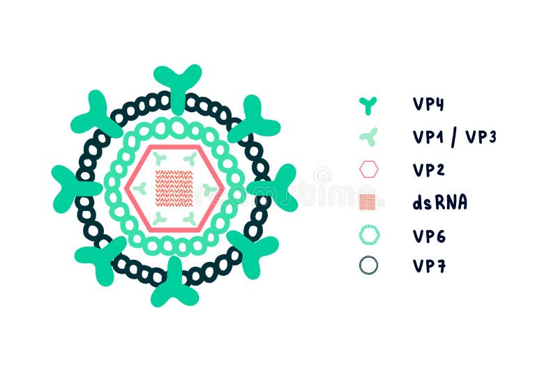 Rotavirus Structure Illustration Complex Architecture Genome Proteins ...